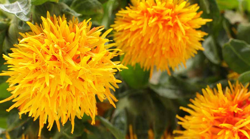 IUM • La Carthame : l'Élixir Méconnu de Beauté – IUM Paris | Oligo ...